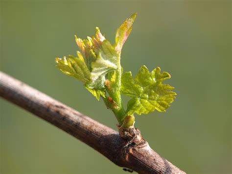 春天的小树芽图片 春天的小树图片简笔画 第2页 大山谷图库