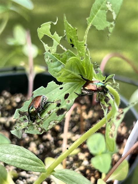 Younger Zinnia Seedlings 🌱 Gone Out Late What Is Eating Them R