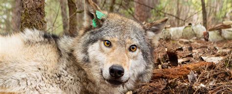 Gray Wolf Pack