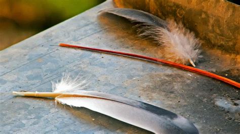 Не гонете гълъба кацнал на прозореца ви Ето какво означава това За Жената