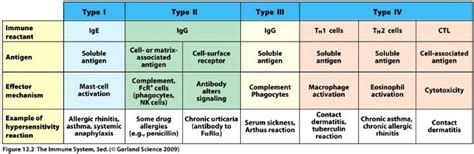 Hypersensitivity Type Iv Hypersensitivity Immunology Biology