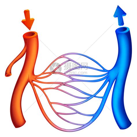 显示血液循环的插图图片素材 正版创意图片402232778 摄图网
