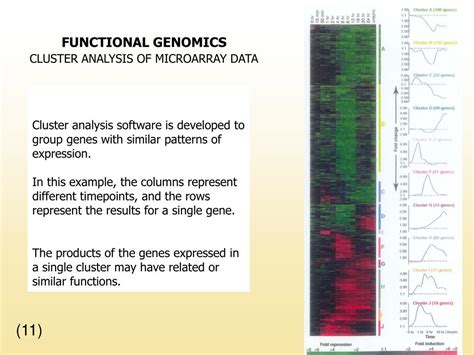 ppt functional genomics cluster analysis understanding gene