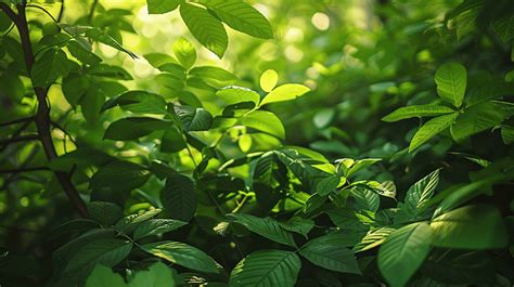 아름다운 녹색 잎이 펼쳐져 있다 추상적인 배경 아름다움 배경 일러스트 및 사진 무료 다운로드 Pngtree