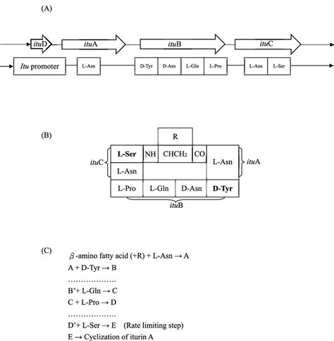 A Open Reading Frame Organization Where The Arrows Symbolize The Download Scientific Diagram