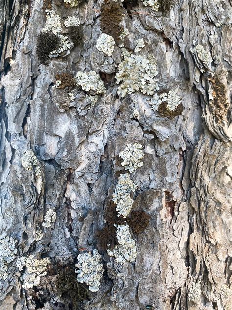 Tree Trunk Bark Free Photo On Pixabay Pixabay