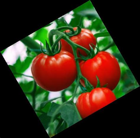 Tomato 2 Object Detection Dataset By Tomato