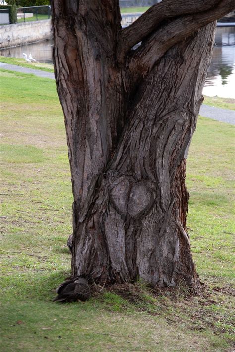 Heart Love Tree Free Photo On Pixabay Pixabay