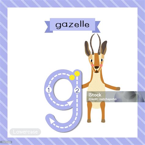 문자 G 소문자 추적 두 다리에 서 있는가 젤 0명에 대한 스톡 벡터 아트 및 기타 이미지 0명 가젤 교육 Istock