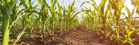 Gmo Testing Either Dna Or Protein Based Envirologix