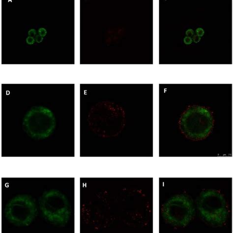 The Plot Of Jc 1 Red Verse Green Emission From Flow Cytometry On Download Scientific Diagram