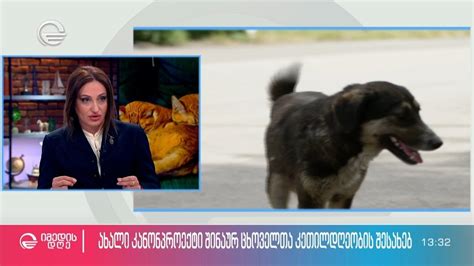ახალი კანონპროექტი შინაურ ცხოველთა კეთილდღეობის შესახებ Youtube