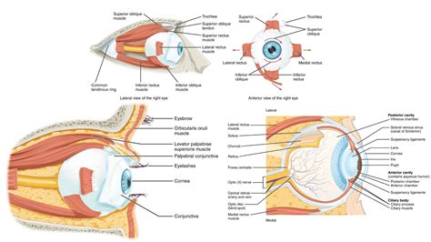Synapse Definition Structure Principles Types And Function Biology Notes Online