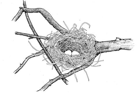 Bird Nest In Tree Drawing