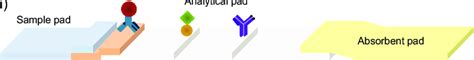 Schematic Of The Lateral Flow Test Strip Adapted With Permission From