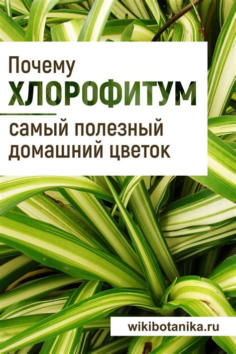 Почему хлорофитум — самый полезный домашний цветок Растения Комнатные растения для помещений