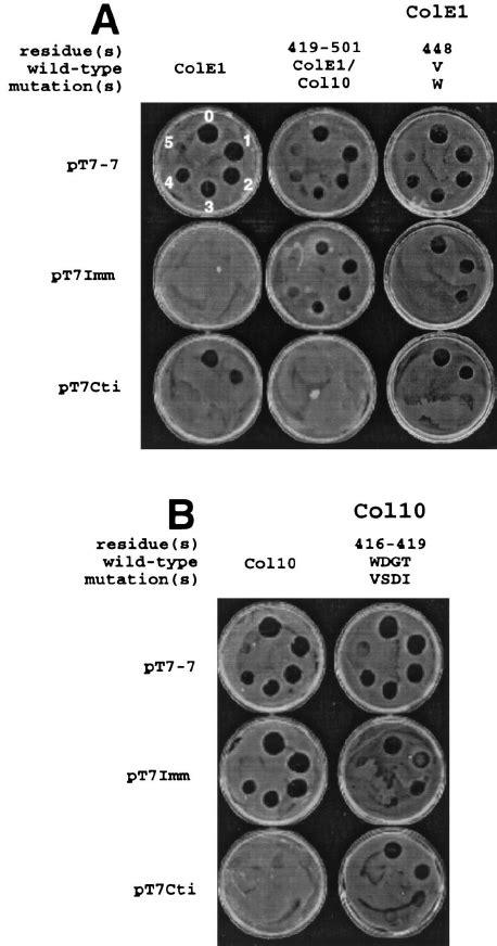 Colicin Activity Tests On E Coli K17 De3 Indicator Cells Containing Download Scientific