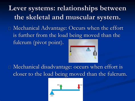 PPT Muscle Mechanics And Function Understanding The Key Concepts PowerPoint Presentation ID