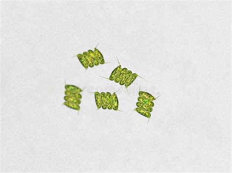 Protococcus Under Microscope