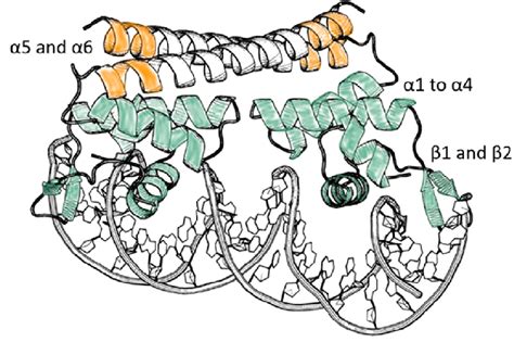 Cuer Structure Pdb 4wls In The Repressed State The Green Region Download Scientific Diagram