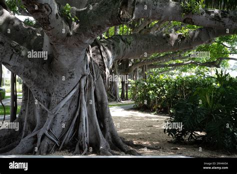 A Group Of Banyan Trees In A Tropical Environment Showing The Above Ground Root Structure Stock