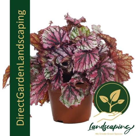 Begonia Rex Singapores 1 Gardening And Landscaping Company