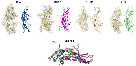 Molecular Cloning And Alphafold Modeling Of Thyrotropin Ag Tsh From