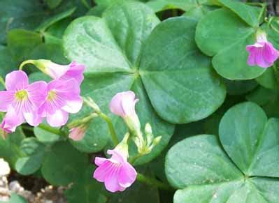 红花酢浆草四叶 四叶酢浆草 第4页 大山谷图库