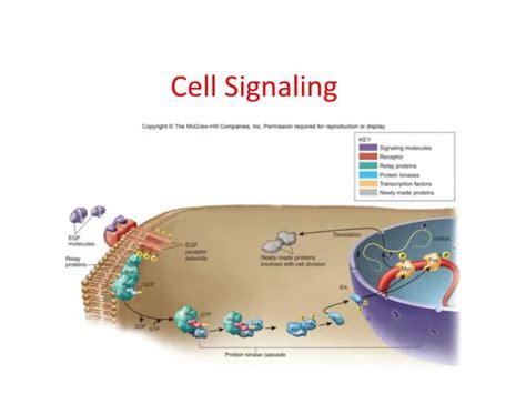 PPT Cell Signaling PowerPoint Presentation Free Download ID