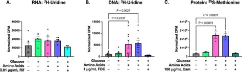 Impact Of Nutrient Stimulation On Macromolecular Biosynthesis A Rna Download Scientific