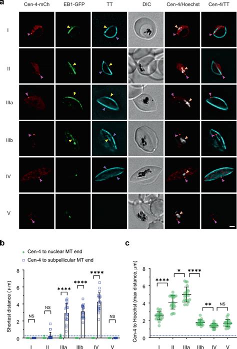 The Gametocyte Mtoc Is A Centriolar Plaque Equivalent A Live Cell Download Scientific Diagram