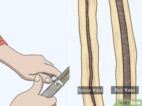 How To Identify Walnut Trees 11 Easy Ways With Pictures