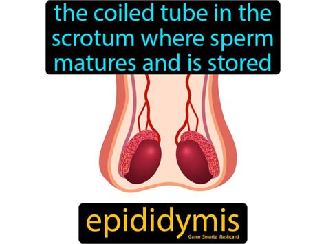 Epididymis Easy Science Medical School Stuff Medical School Essentials Easy Science