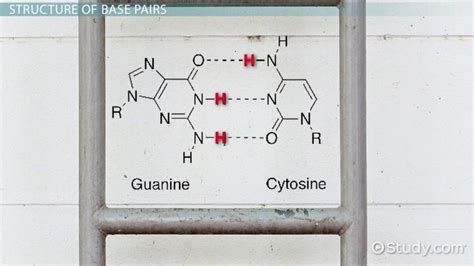 Base Pairing Rules