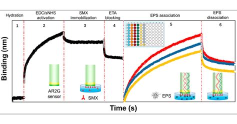 Multichannel Biolayer Interferometry To Probe The Binding Of Microbial Extracellular Polymeric