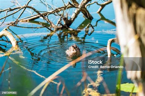 화창한 날 잔잔한 물에 비친 나뭇가지 사이를 헤엄치는 오리와 함께 고요한 호수 풍경 경관에 대한 스톡 사진 및 기타 이미지 경관 고요한 장면 나뭇가지 Istock