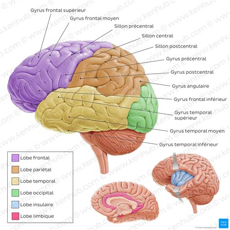 Cerveau Et Cortex Cérébral Anatomie Et Fonction Kenhub