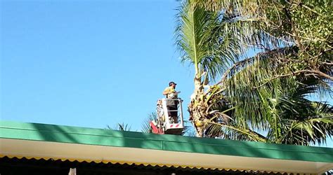 Tree Surgery Pruning Complete Tree Management