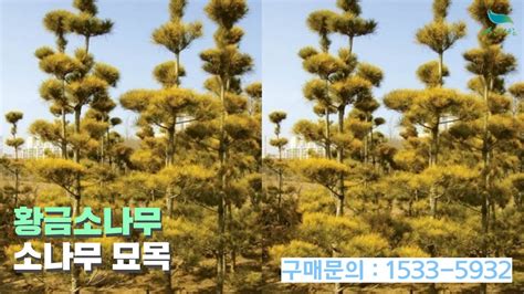 신바람 플랜트 협력농가 판매상품 황금소나무 소나무 묘목 접목묘포트묘분묘 시골집매매 농가주택매매 전원주택부지