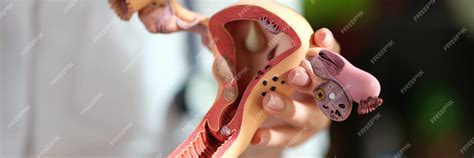 Premium Photo Model Of Female Reproductive System In Doctors Hand