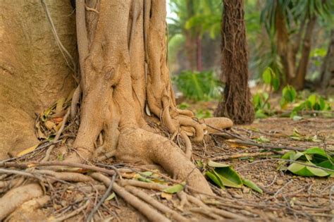 Common Tree Root Problems And How Professional Services Solve Them Texas Tree Transformations