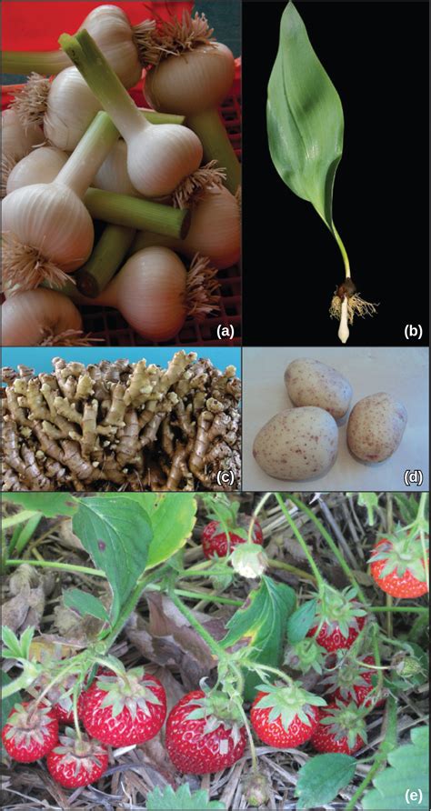 Asexual Reproduction In Plants Bulbs