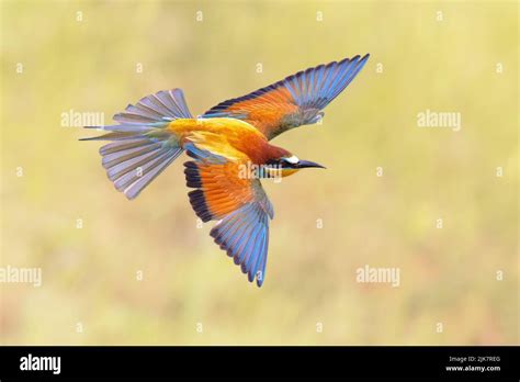 European Bee Eater Merops Apiaster In Flight On Blurred Background