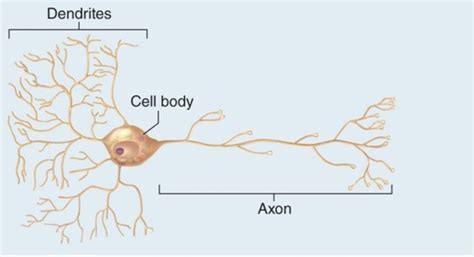 Bms 250 Nervous System Flashcards Quizlet