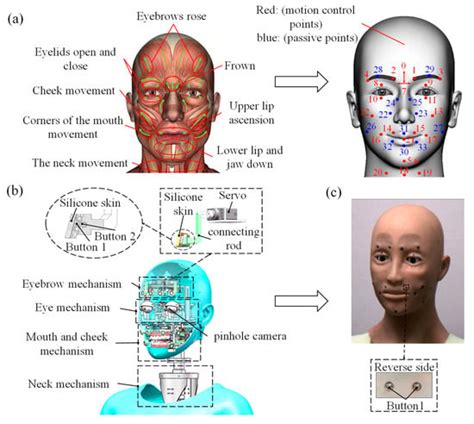 Facial Expression Realization Of Humanoid Robot Head And Strain Based Anthropomorphic Evaluation