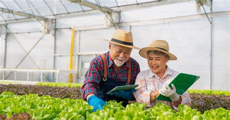 아시아 노인 부부 농부는 유기농 수경 채소 농장에서 함께 일하는 디지털 태블릿을 사용합니다 남자와 여자 샐러드 정원 주인은 온실 농장에서 상추 야채를 검사하고 수확합니다
