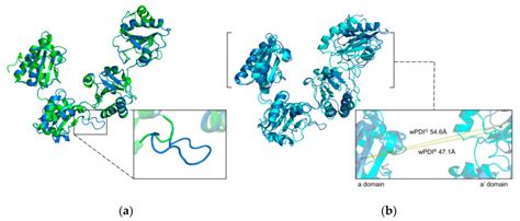 Pdi Regulated Disulfide Bond Formation In Protein Folding And