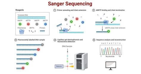 Sanger Sequencing Principle Steps Applications Diagram