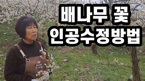 봄철 배나무 인공수정방법에대해서 알아봅니다 Youtube
