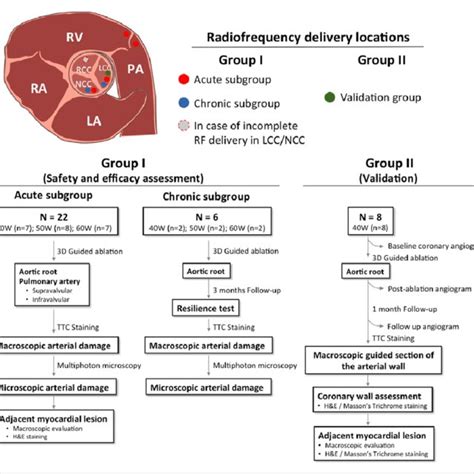 Ablation Lesions And Ablation Parameters Within Each Experimental Group